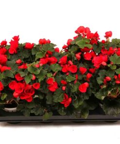 Sesong Arkiver - Plantehallen AS