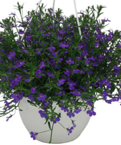 Sesong Arkiver - Plantehallen AS