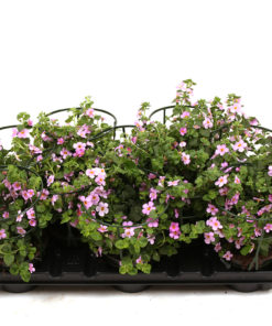 Sesong Arkiver - Plantehallen AS