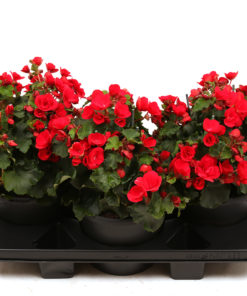 Sesong Arkiver - Plantehallen AS