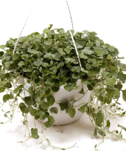 Sesong Arkiver - Plantehallen AS