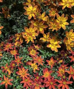 Sesong Arkiver - Plantehallen AS