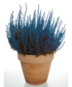 Sesongplanter – Plantehallen AS