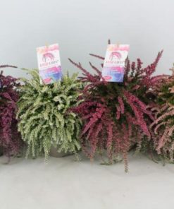 Sesongplanter Arkiver - Plantehallen AS