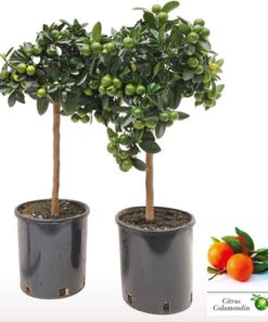 Sesong Arkiver - Plantehallen AS