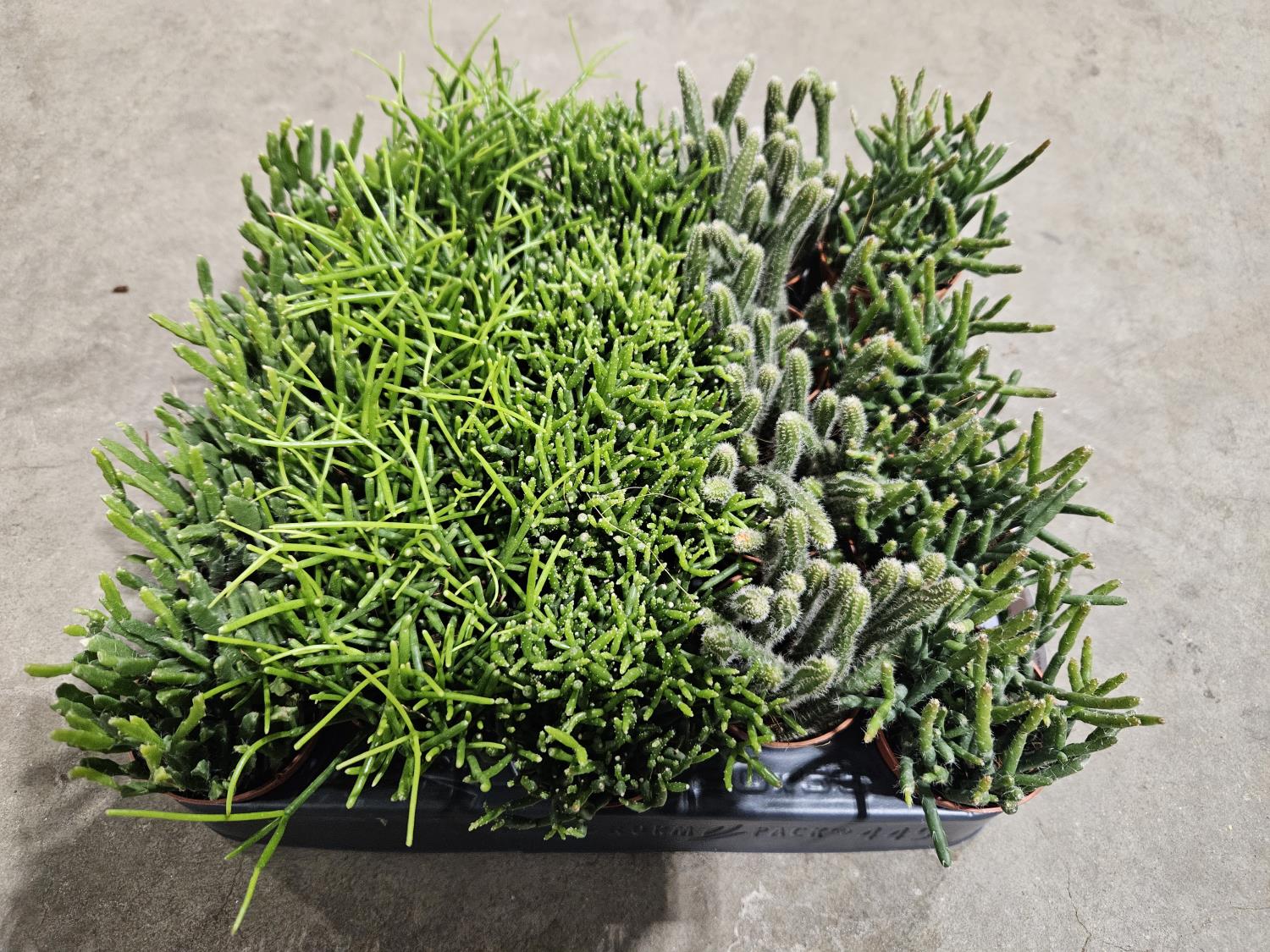 Rhipsalis mini - Plantehallen AS