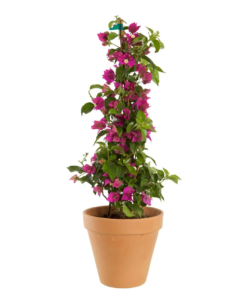 Sesong Arkiver - Plantehallen AS