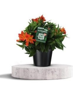 Sesong Arkiver - Plantehallen AS