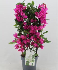 Sesong Arkiver - Plantehallen AS