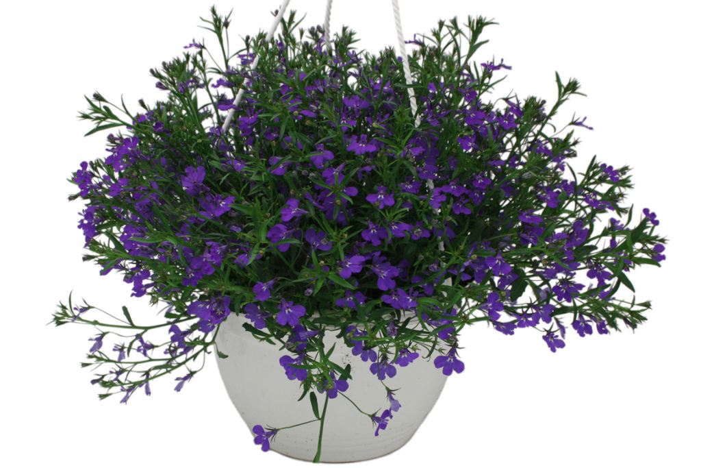 Sommerblomster Arkiver - Plantehallen AS