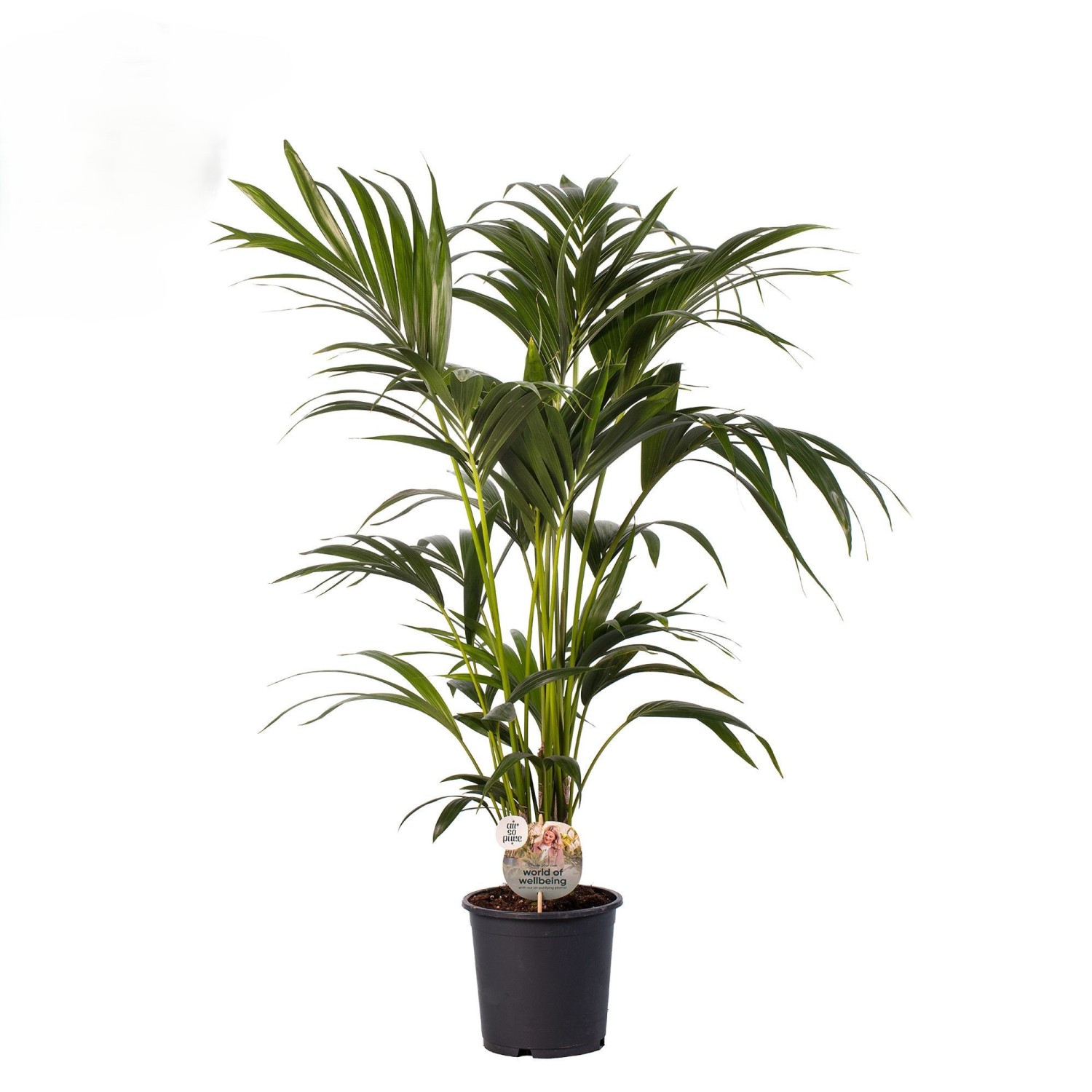 Howea Forsteriana - Kentia 21 cm - Plantehallen AS