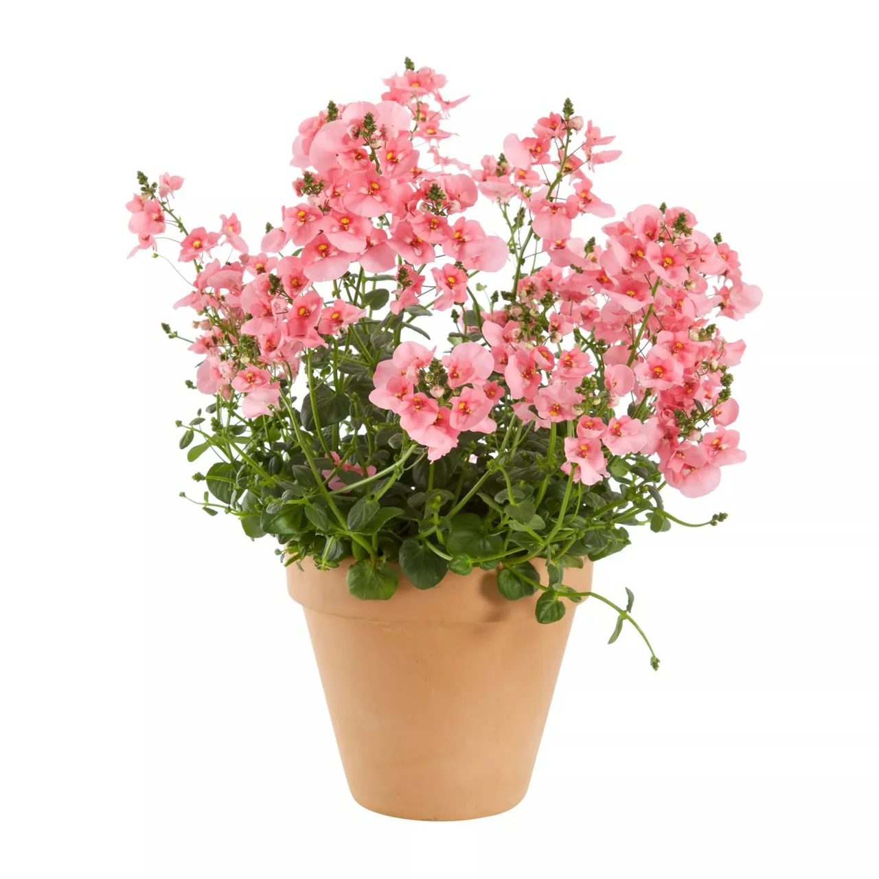 Diascia Barberae - Tvillingblomst 12 cm - Plantehallen AS
