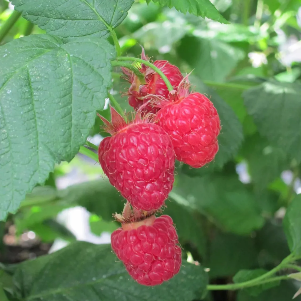Rubus idaeus 'Little Red Frosty©' - Bringebær 14 cm - Plantehallen AS