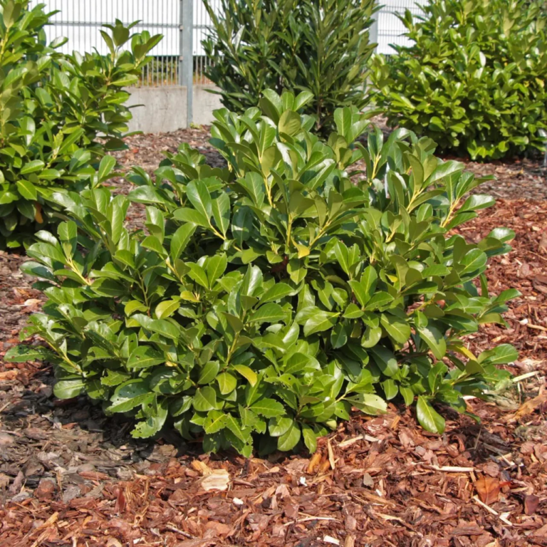 Prunus laur. 'Etna' - Laurbærhegg 17 cm - Plantehallen AS