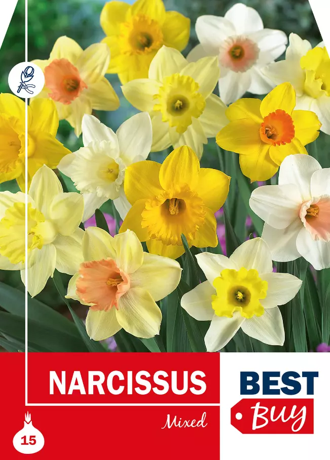 Narsiss mix - Påskelilje - Plantehallen AS