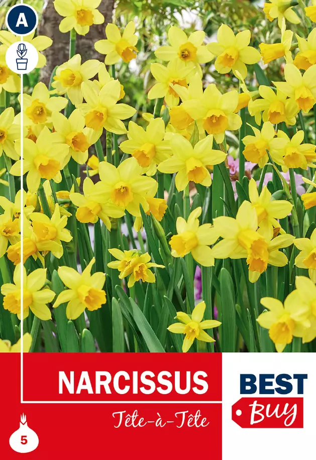Narsiss 'Tête-à-Tête' - Påskelilje - Plantehallen AS