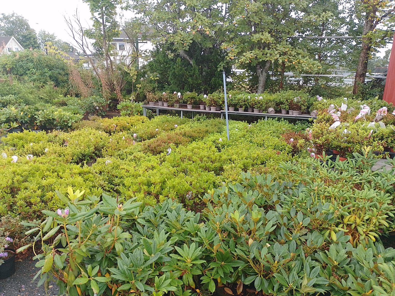 OM OSS - Planteland Ringdal